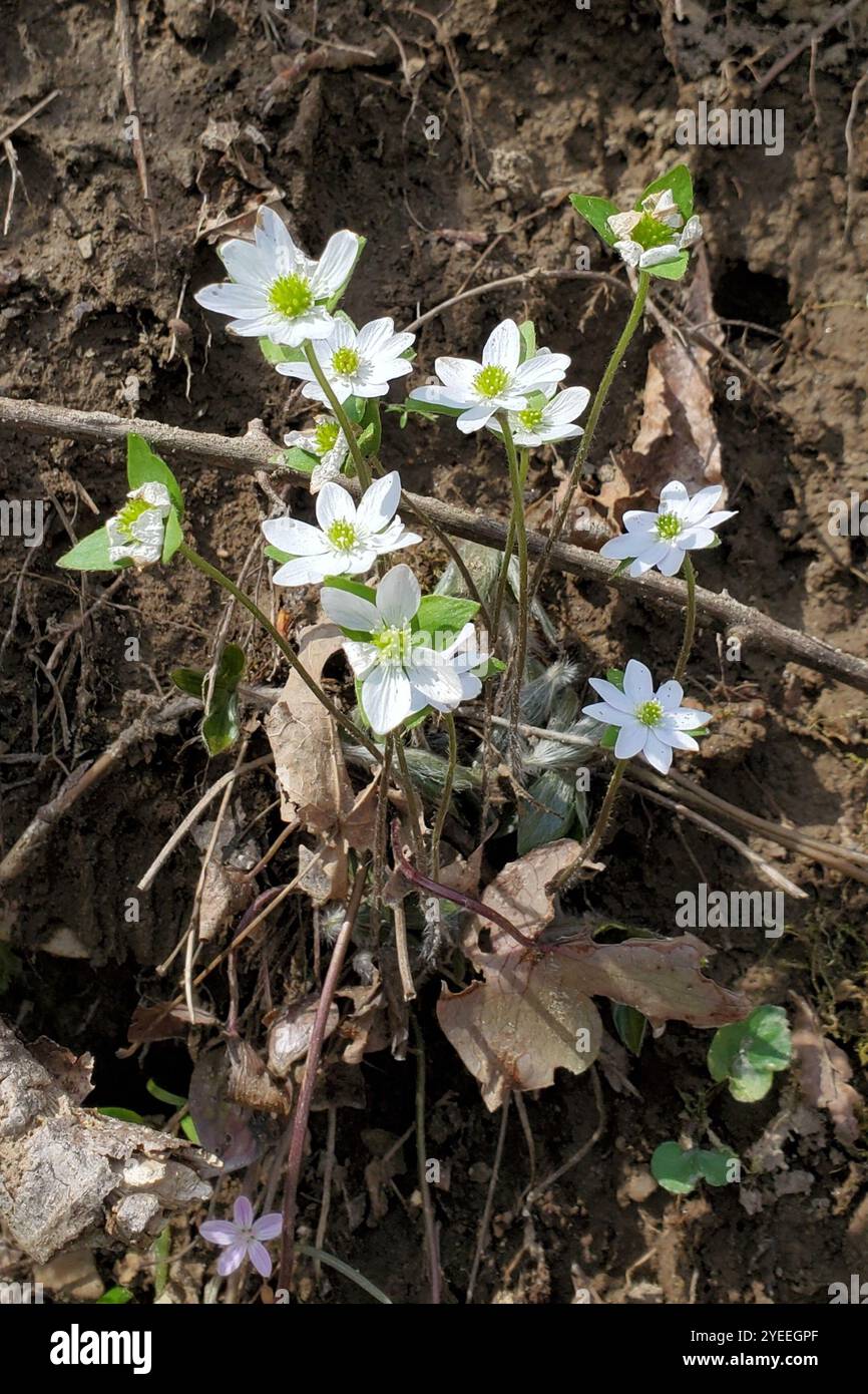 sharp-lobed hepatica (Hepatica acutiloba Stock Photo - Alamy
