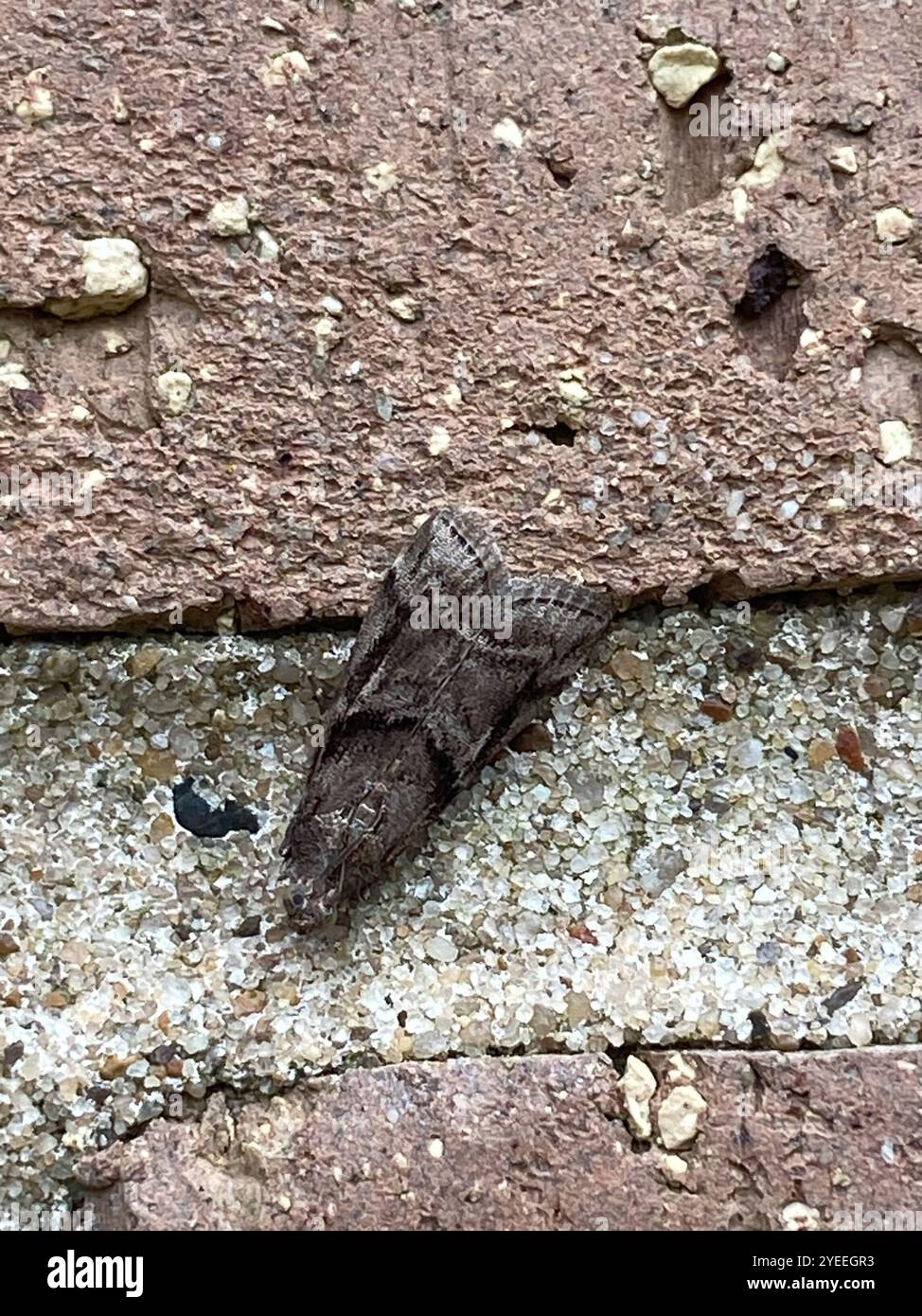 Harp-winged Tripudia Moth (Tripudia quadrifera Stock Photo - Alamy