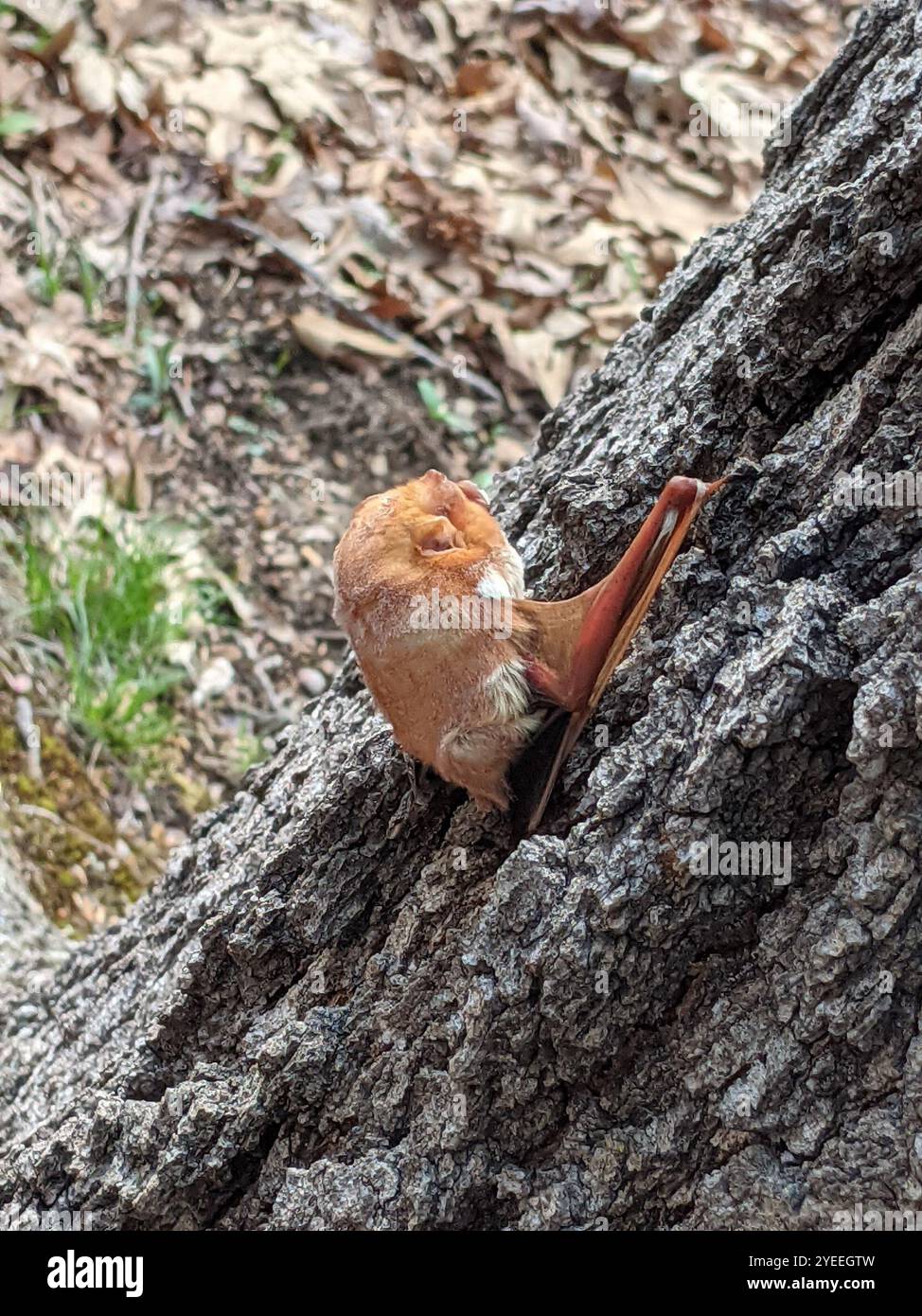 Eastern Red Bat (Lasiurus borealis Stock Photo - Alamy