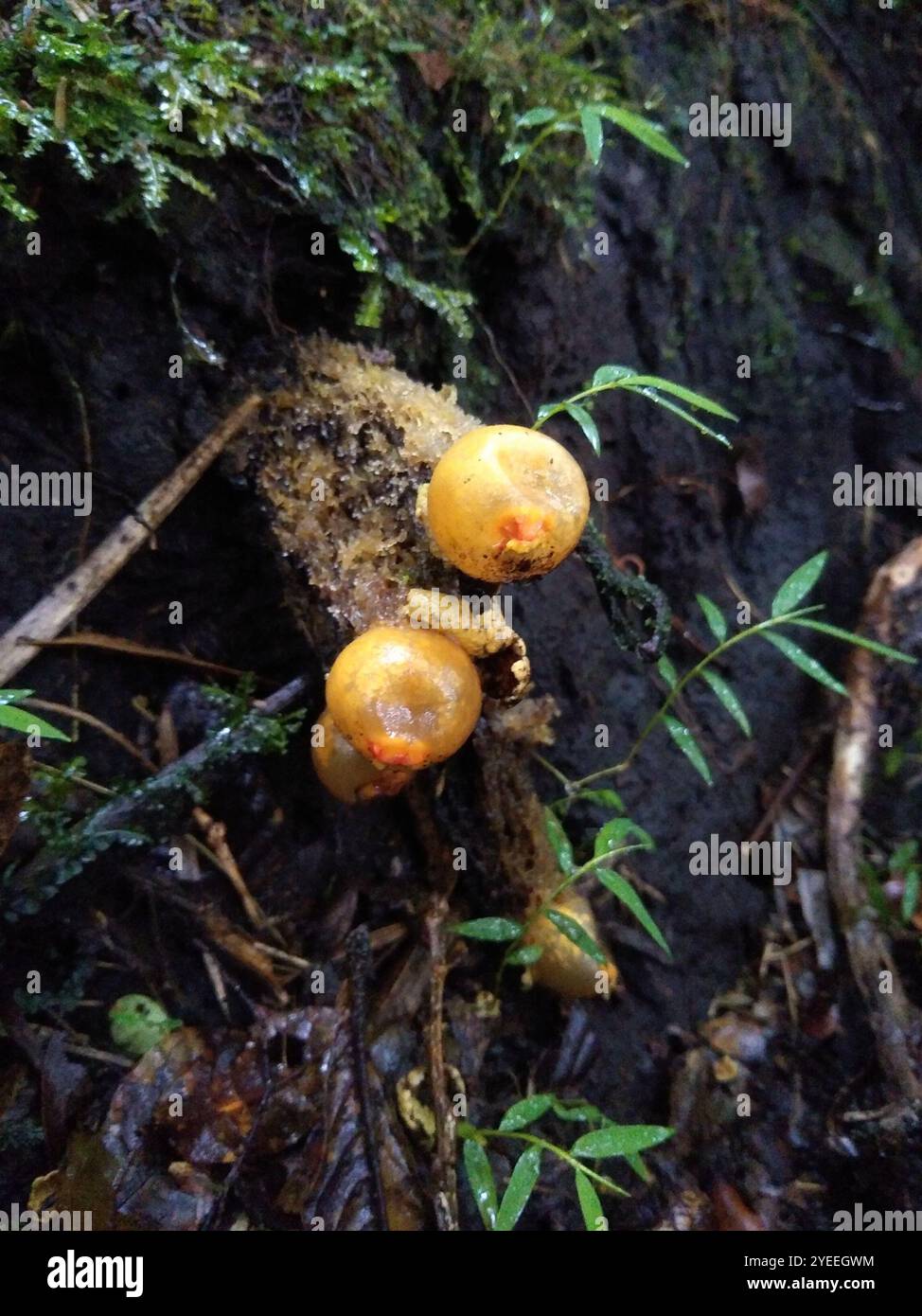 Calostoma hi-res stock photography and images - Alamy