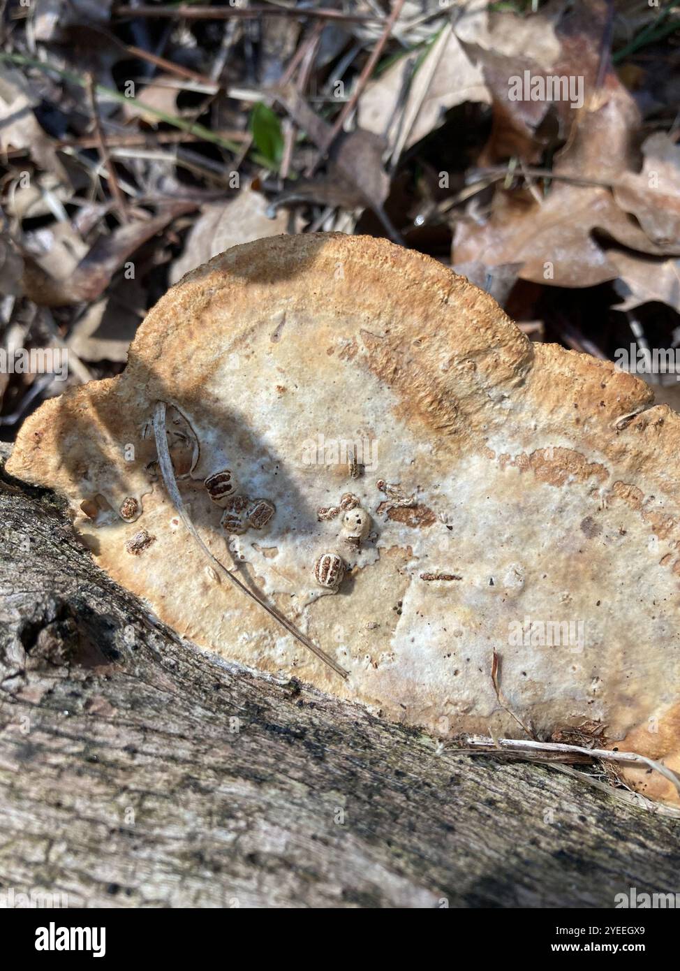 Oak mazegill fomitopsis quercina hi-res stock photography and images ...