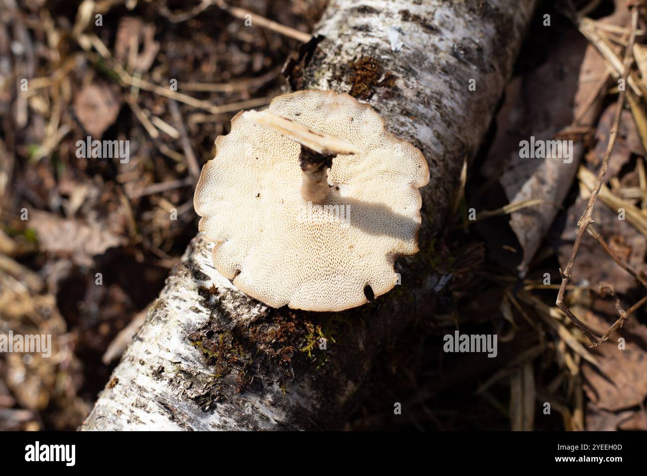 Lentinus brumalis hi-res stock photography and images - Alamy