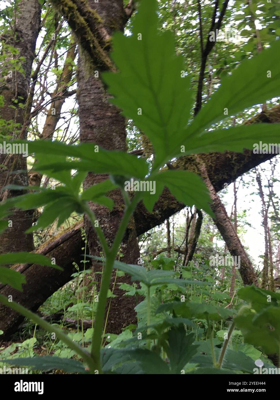 Pacific Waterleaf (Hydrophyllum tenuipes Stock Photo - Alamy