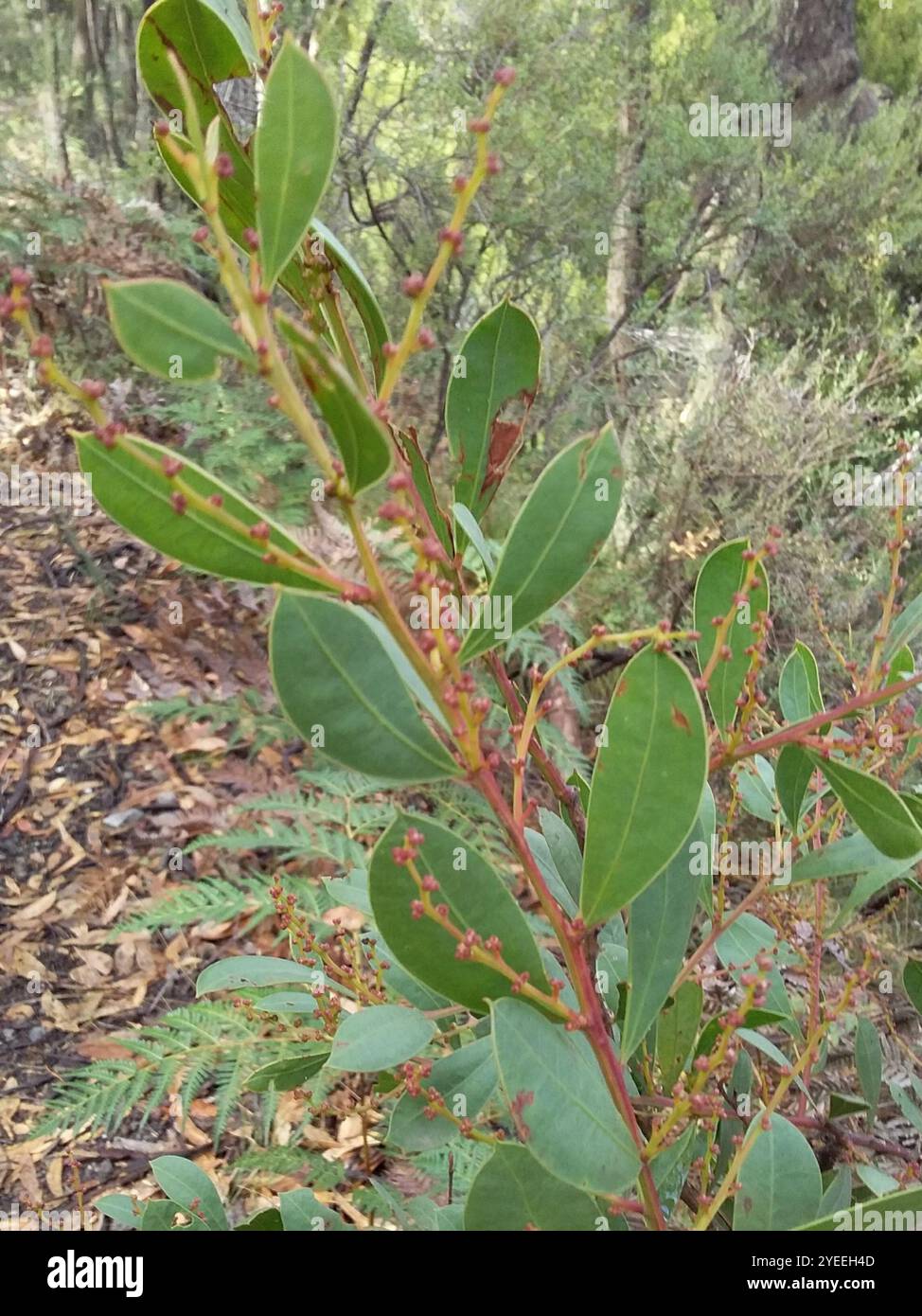 Myrtle Wattle (Acacia myrtifolia Stock Photo - Alamy