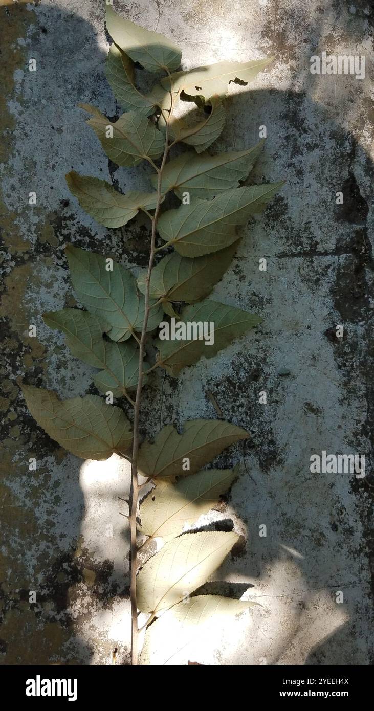 West Indian Elm (Guazuma ulmifolia Stock Photo - Alamy