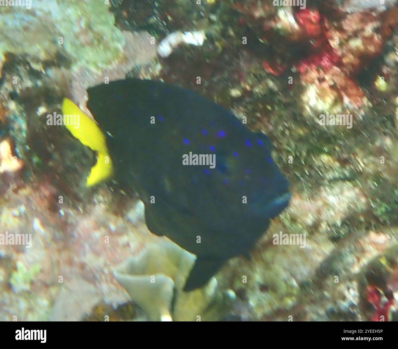 Yellowtail Damselfish (Microspathodon chrysurus Stock Photo - Alamy