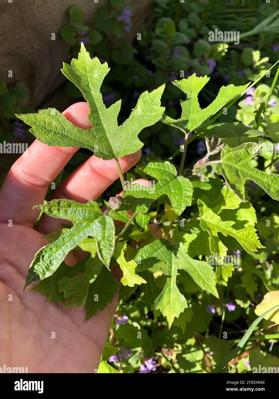 Paper mulberry (Broussonetia papyrifera Stock Photo - Alamy