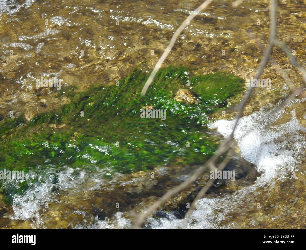 green algae (Chlorophyta Stock Photo - Alamy