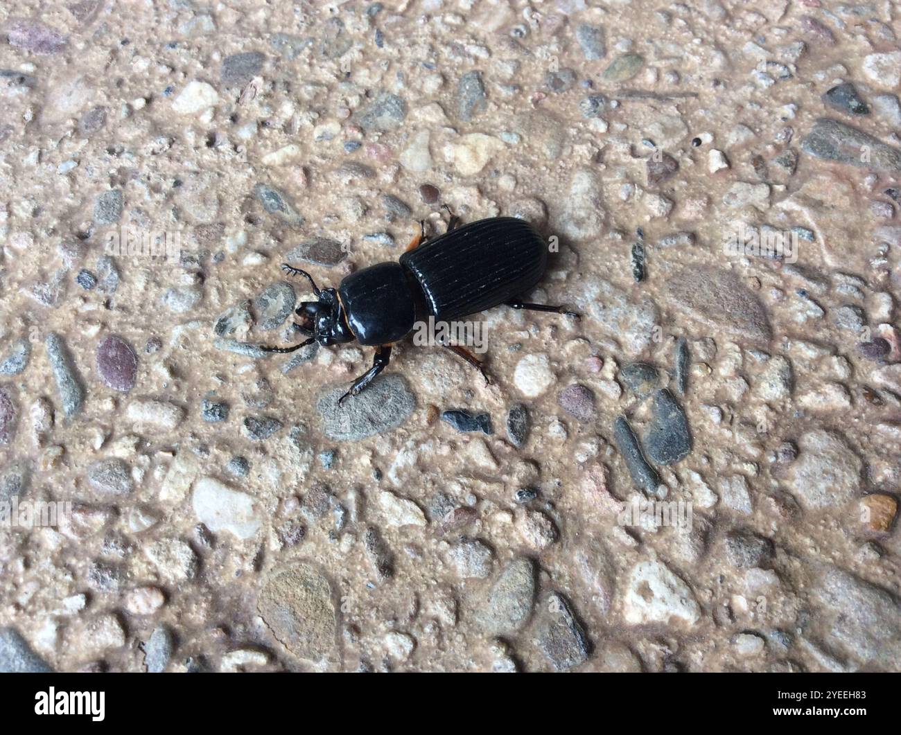 Horned Passalus Beetle (Odontotaenius disjunctus Stock Photo - Alamy