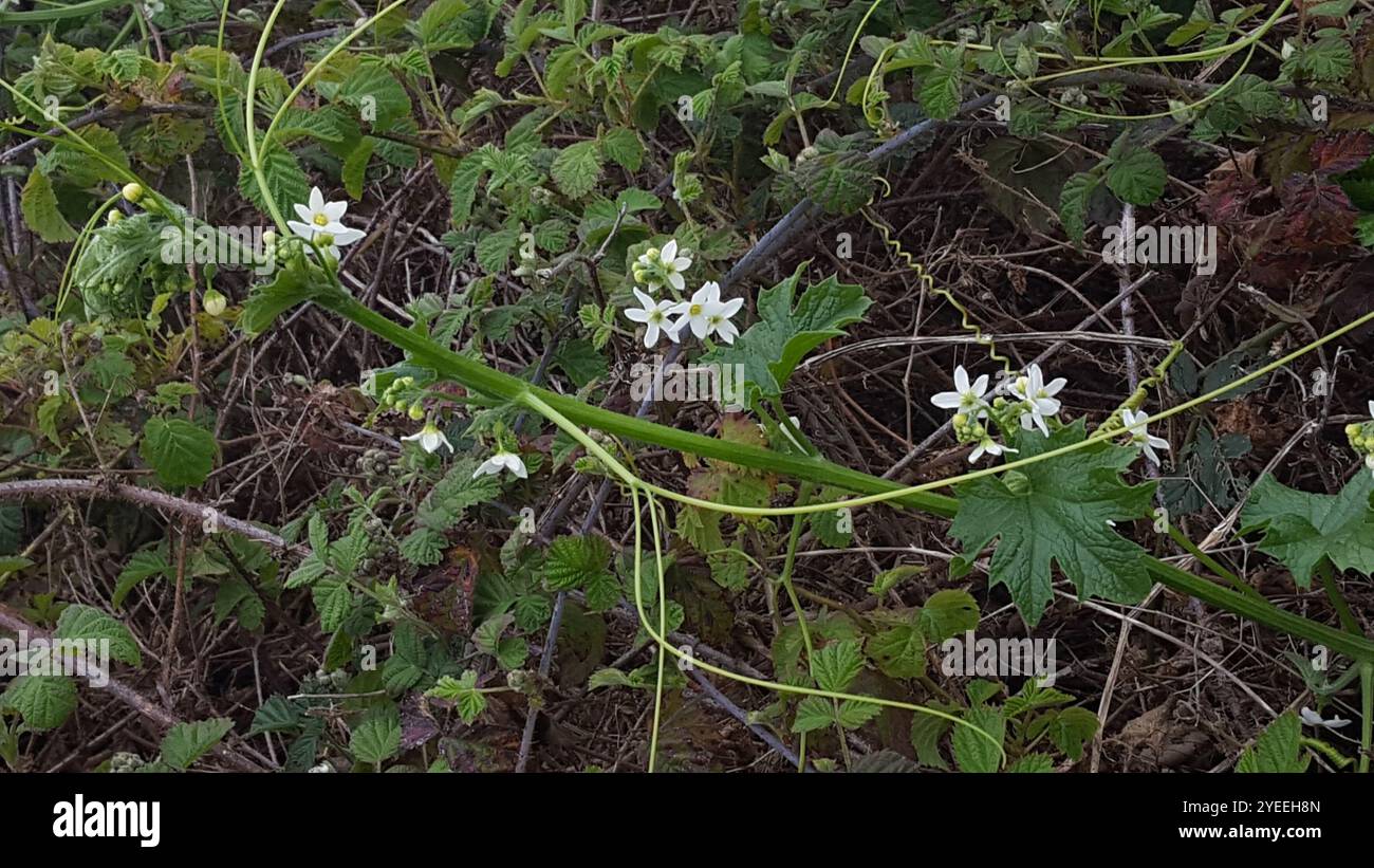 coastal manroot (Marah oregana Stock Photo - Alamy