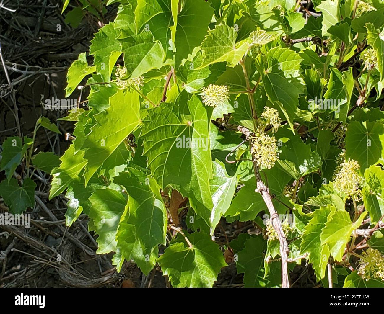 Vitis arizonica hi-res stock photography and images - Alamy