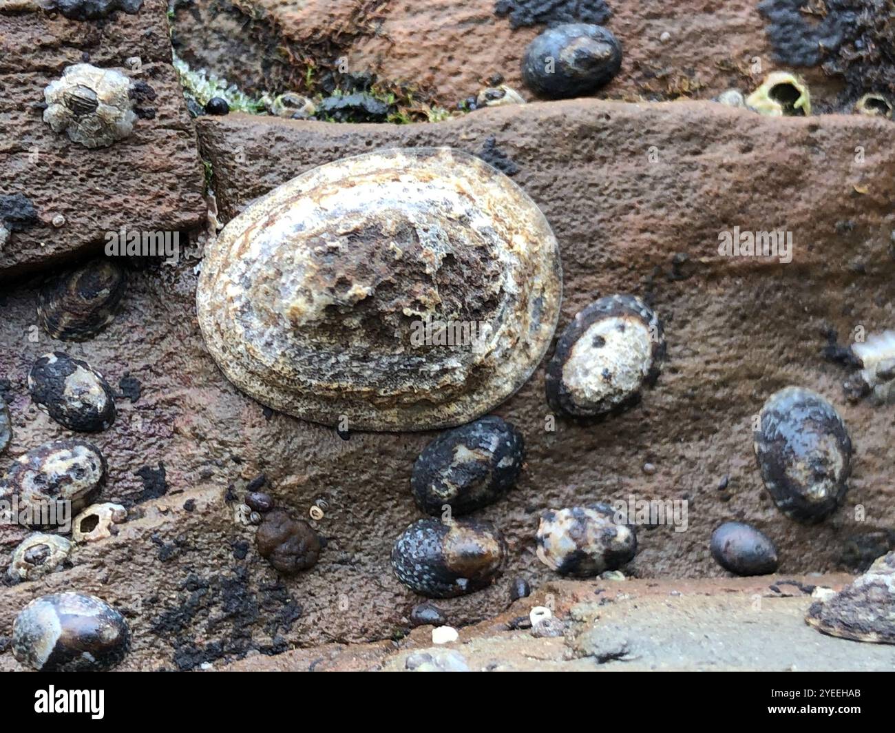 Owl Limpet (Lottia gigantea Stock Photo - Alamy