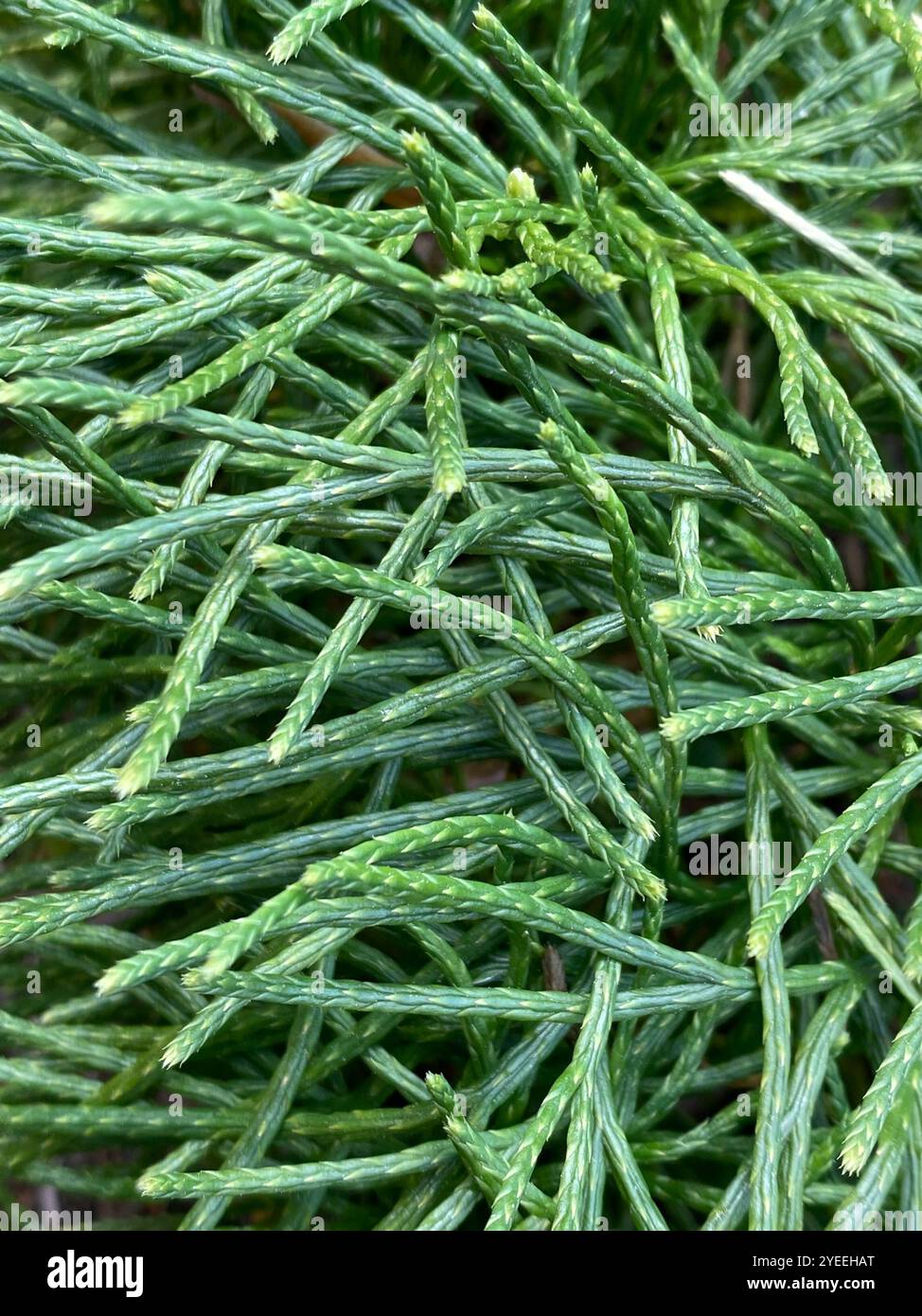 Diphasiastrum digitatum hi-res stock photography and images - Alamy