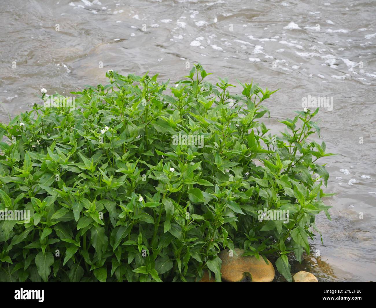 Senegal tea hi-res stock photography and images - Alamy