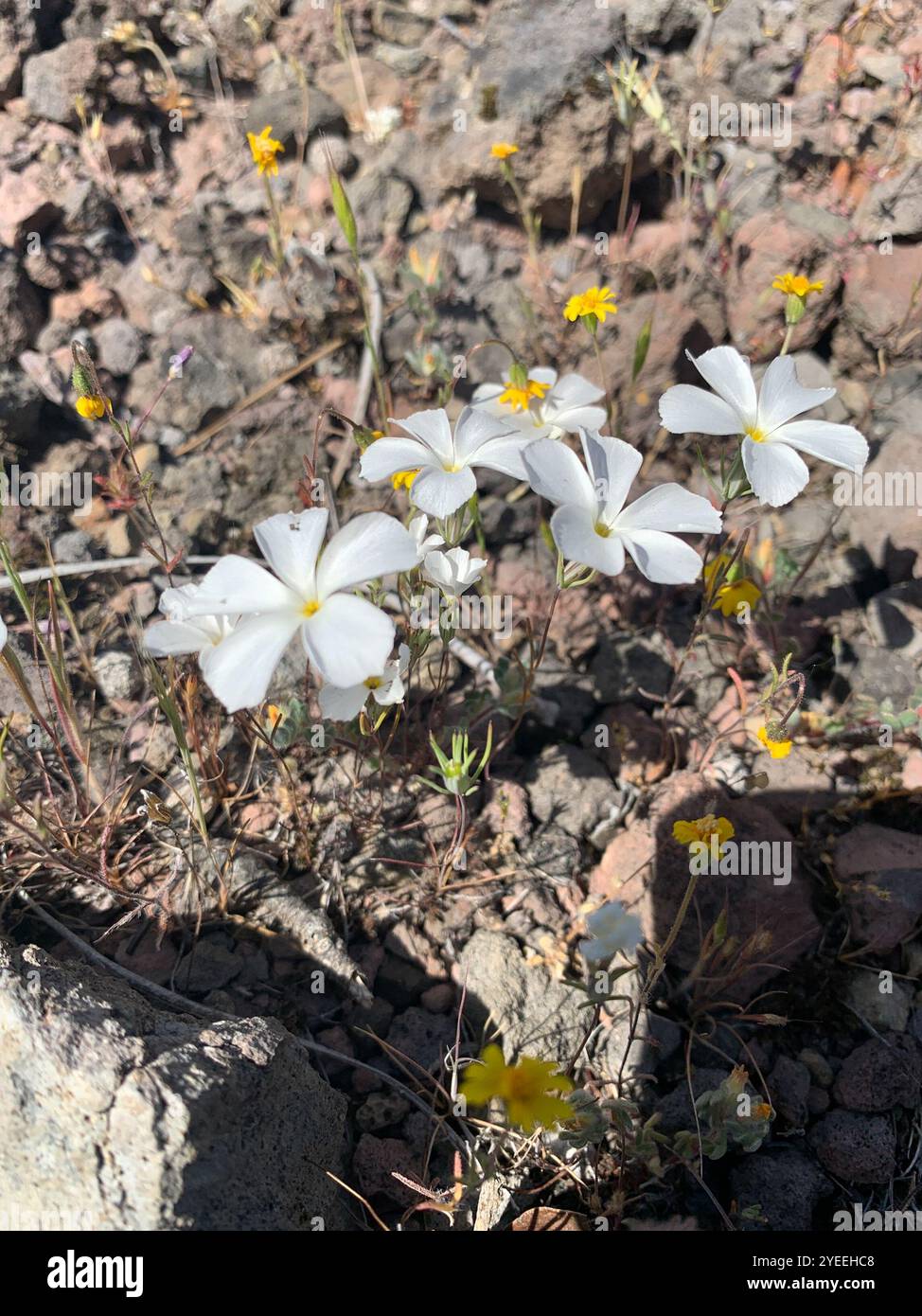 evening snow (Linanthus dichotomus Stock Photo - Alamy