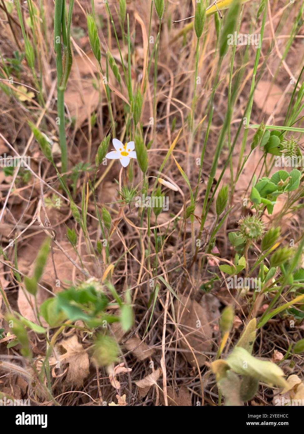 variable linanthus (Leptosiphon parviflorus Stock Photo - Alamy