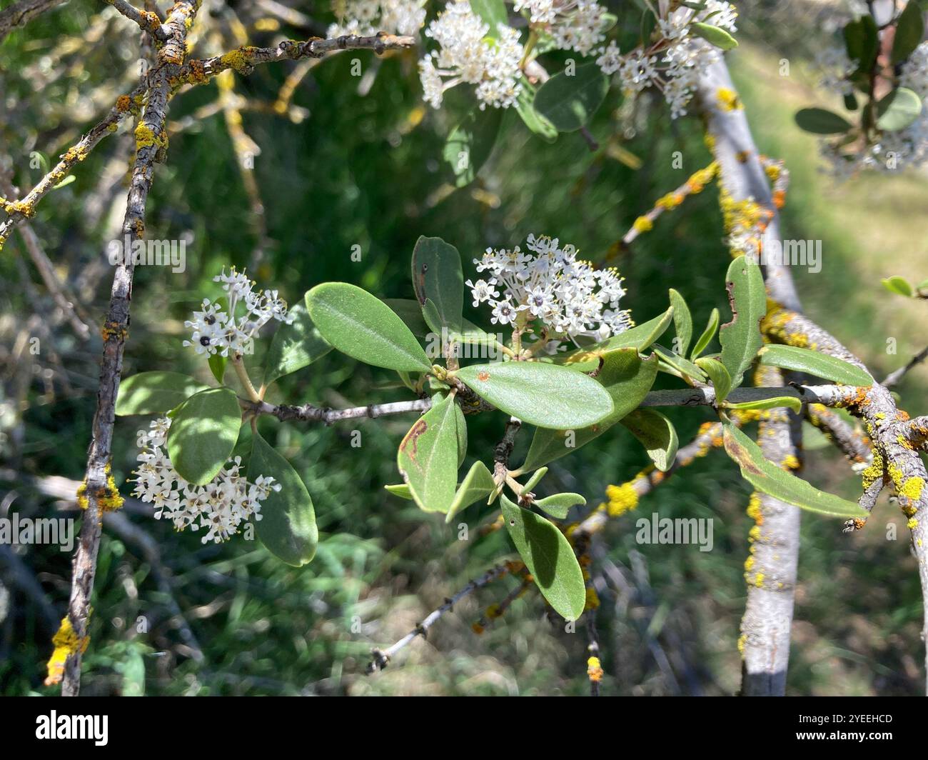 Buckbrush (Ceanothus cuneatus Stock Photo - Alamy