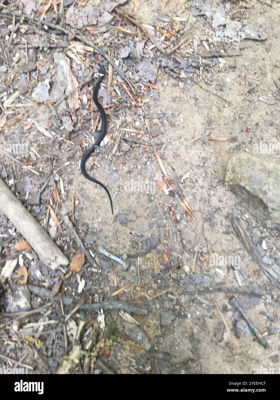 Southern Ringneck Snake (Diadophis punctatus punctatus Stock Photo - Alamy