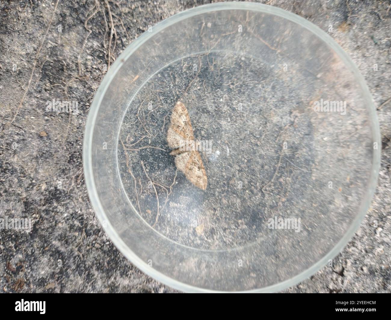 Oak tree pug hi-res stock photography and images - Alamy