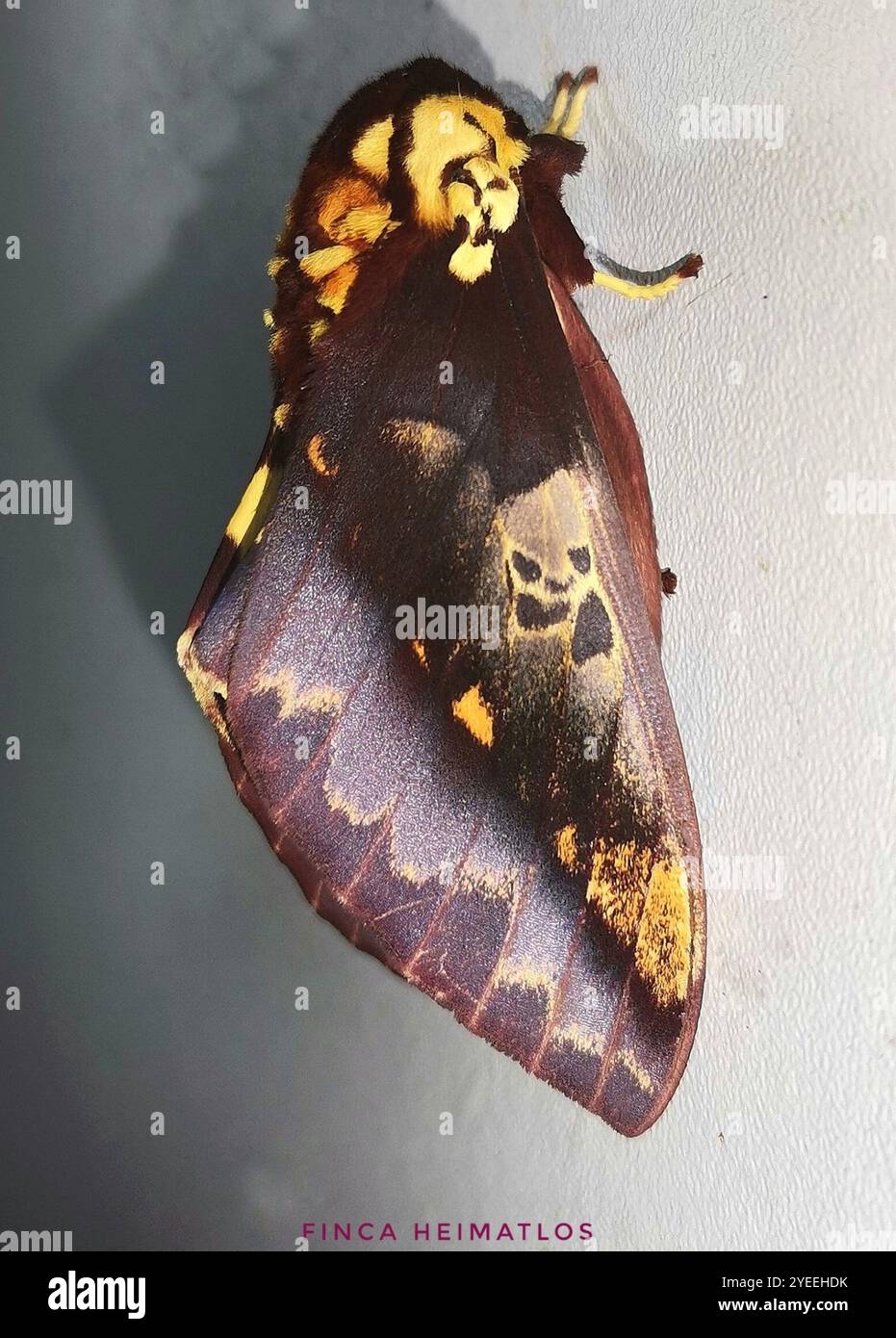Citheronia hi-res stock photography and images - Alamy