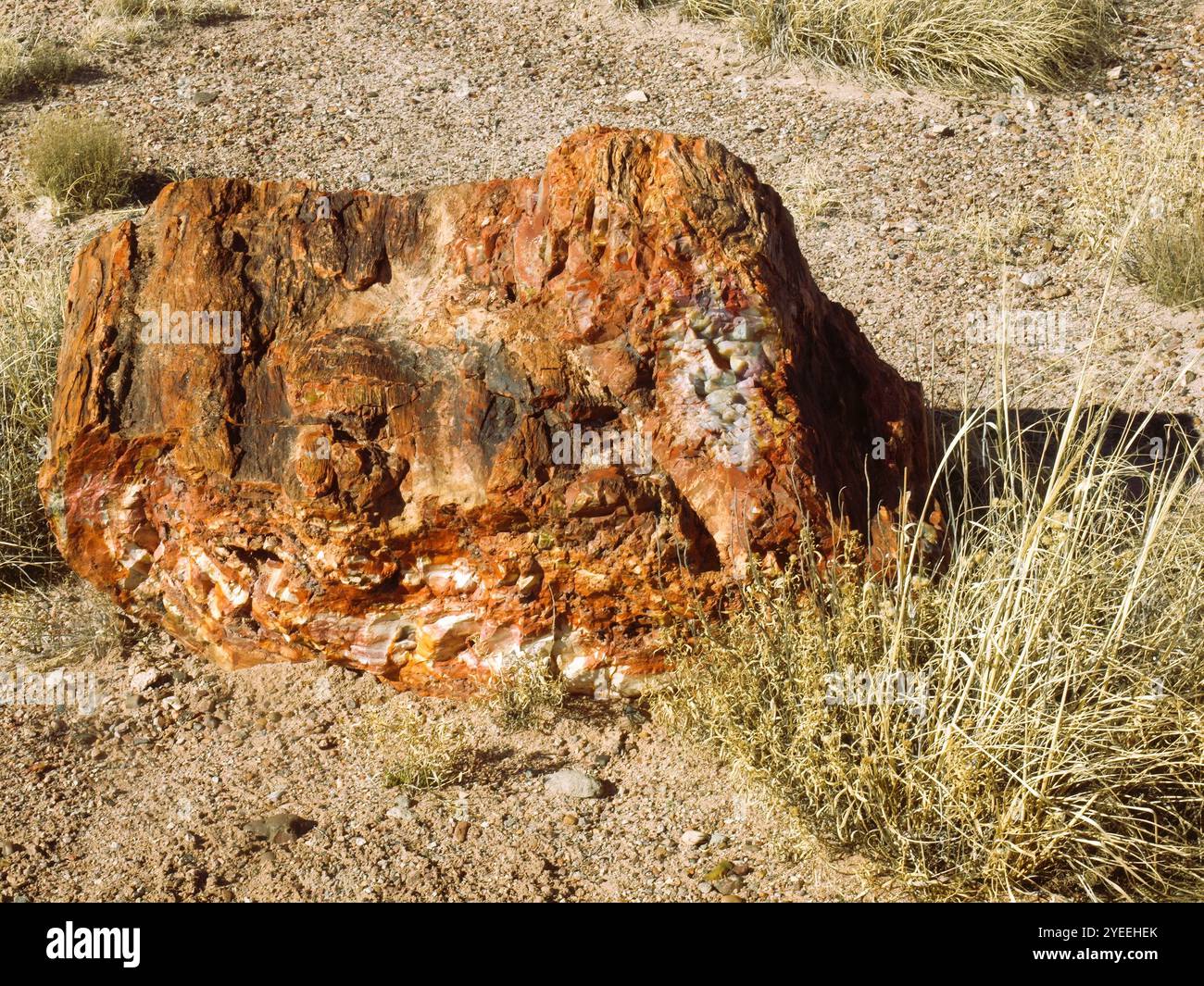 Upright pattern petrified rock hi-res stock photography and images - Alamy