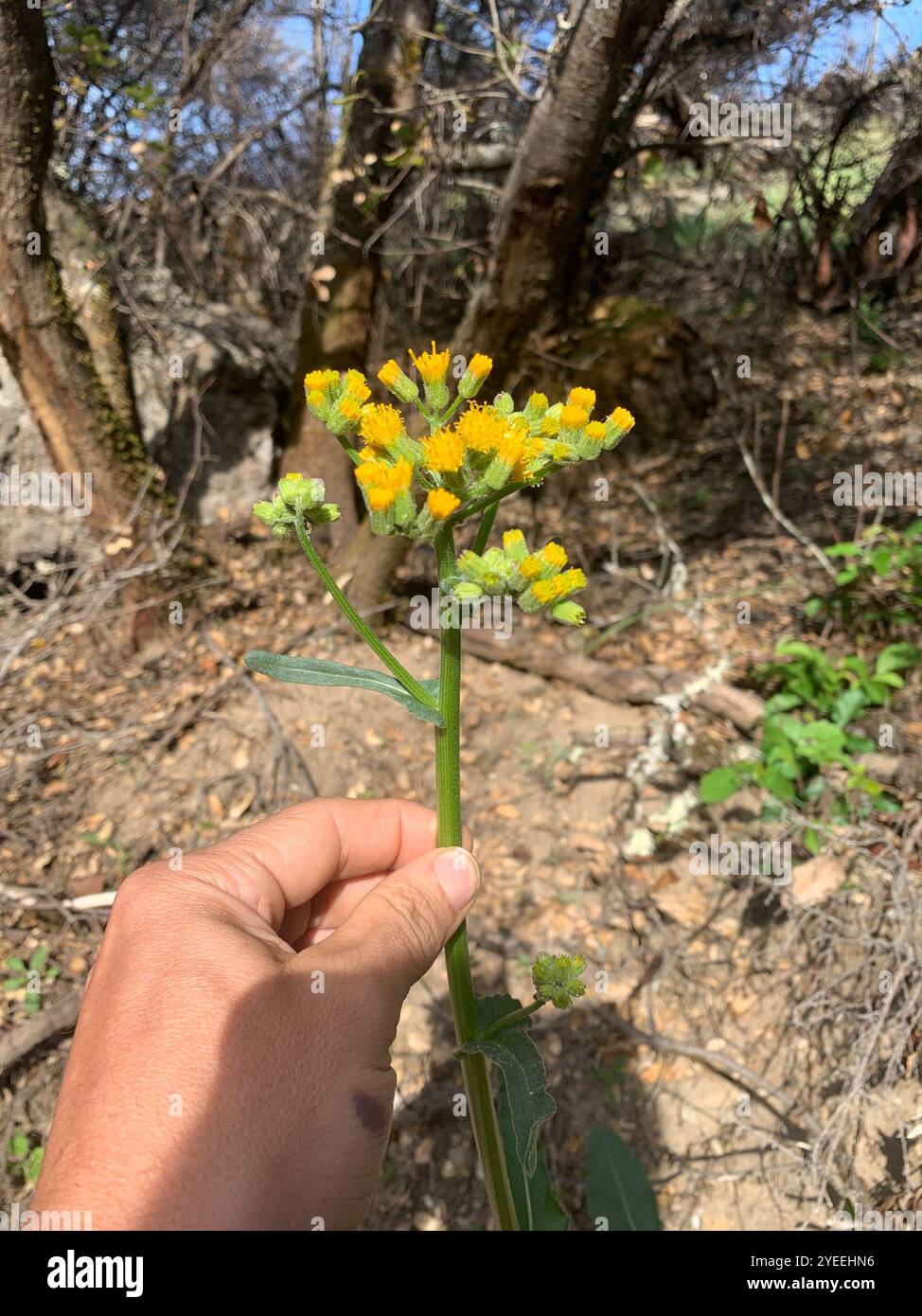 rayless ragwort (Senecio aronicoides Stock Photo - Alamy