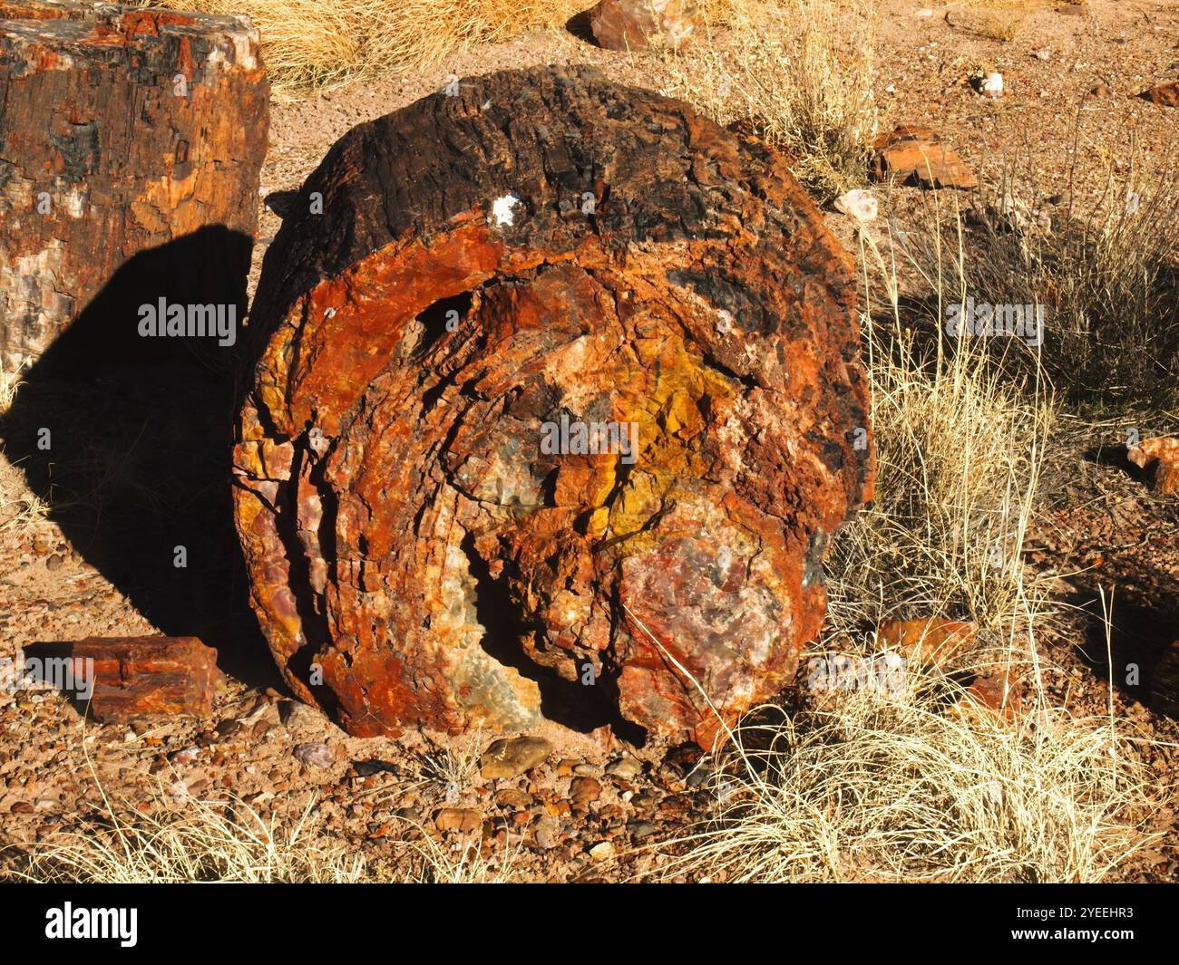 Petrified rock detailed center hi-res stock photography and images - Alamy