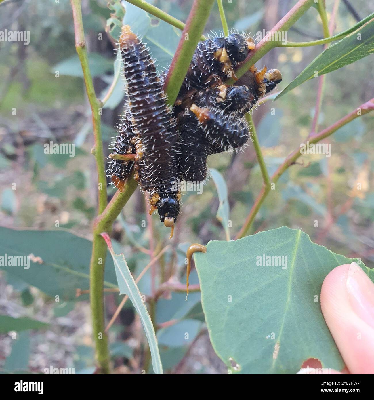 Pergid sawflies hi-res stock photography and images - Alamy