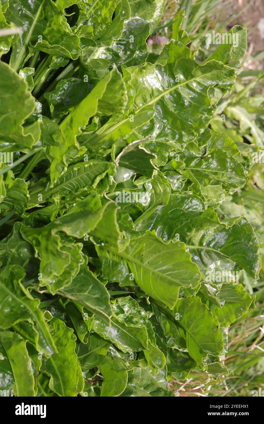 sea beet (Beta vulgaris maritima Stock Photo - Alamy