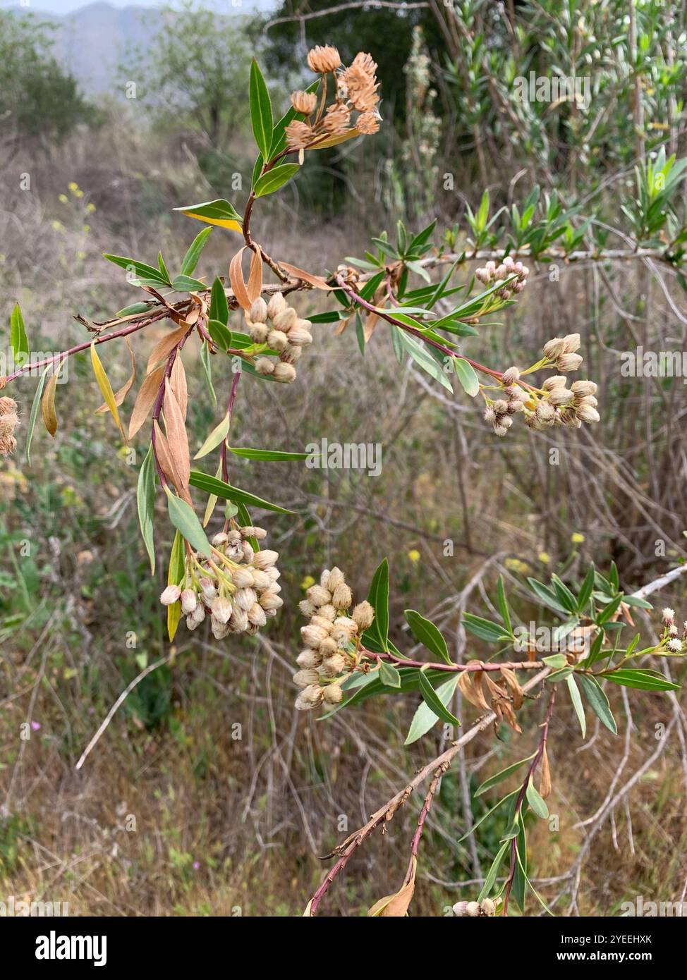 mule fat (Baccharis salicifolia Stock Photo - Alamy