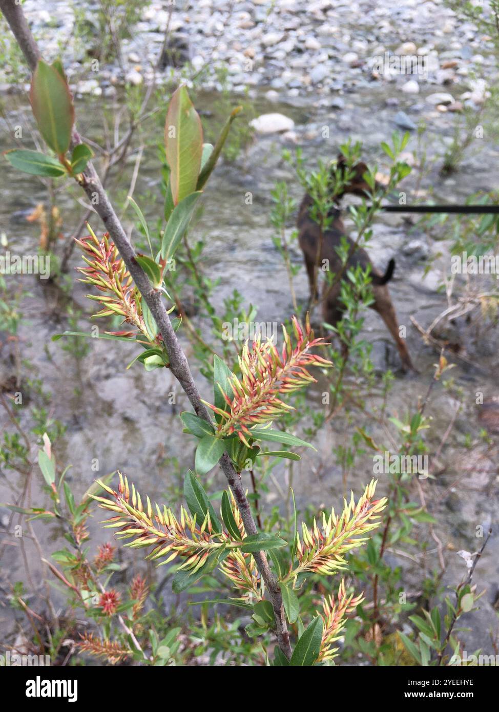 mackenzie's willow (Salix prolixa Stock Photo - Alamy
