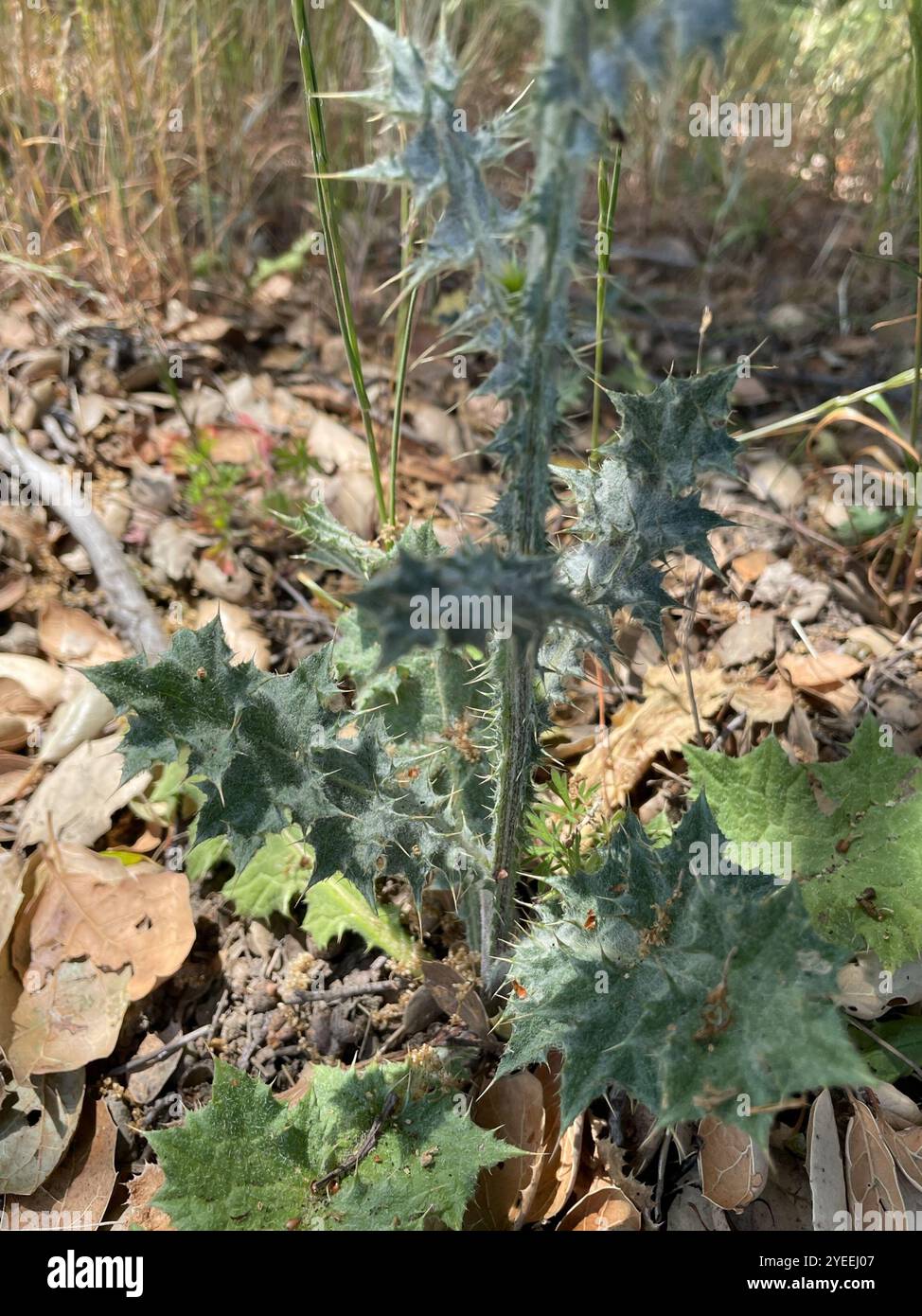 Carduus tenuiflorus hi-res stock photography and images - Alamy