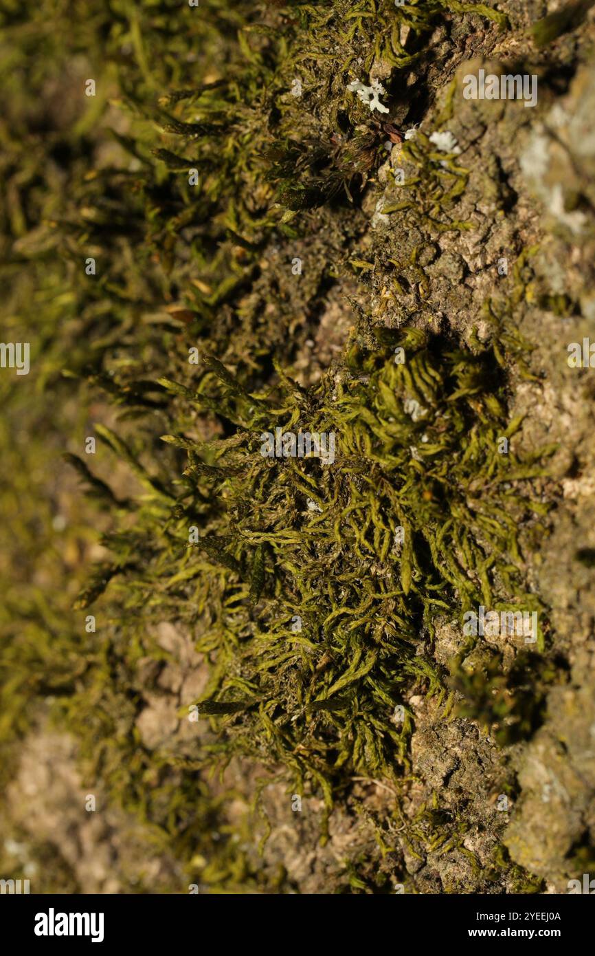 Lateral Cryphaea (Cryphaea heteromalla Stock Photo - Alamy