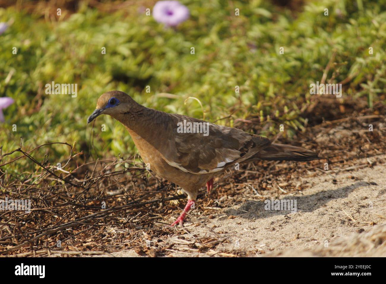West peruvian dove hi-res stock photography and images - Alamy