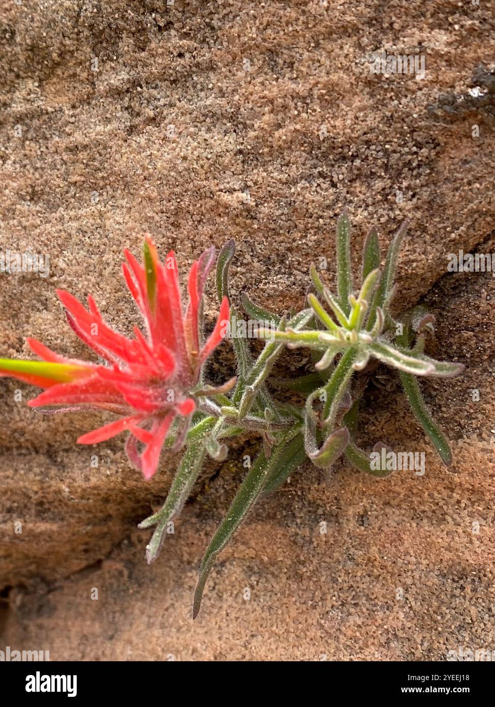 Zion Indian paintbrush (Castilleja scabrida scabrida Stock Photo - Alamy