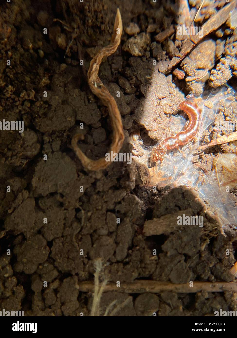 Webspinners hi-res stock photography and images - Alamy