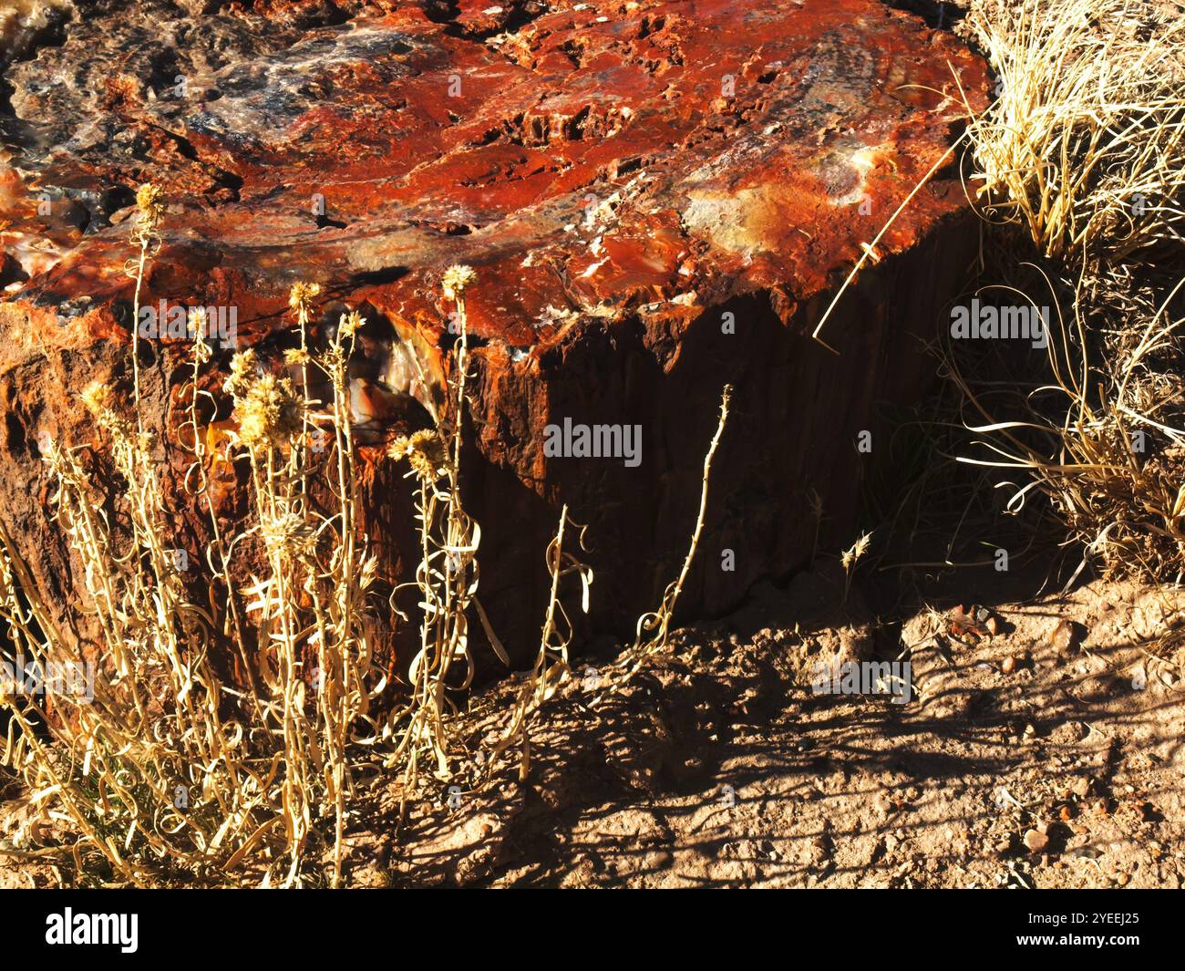 Petrified rock beige grass hi-res stock photography and images - Alamy