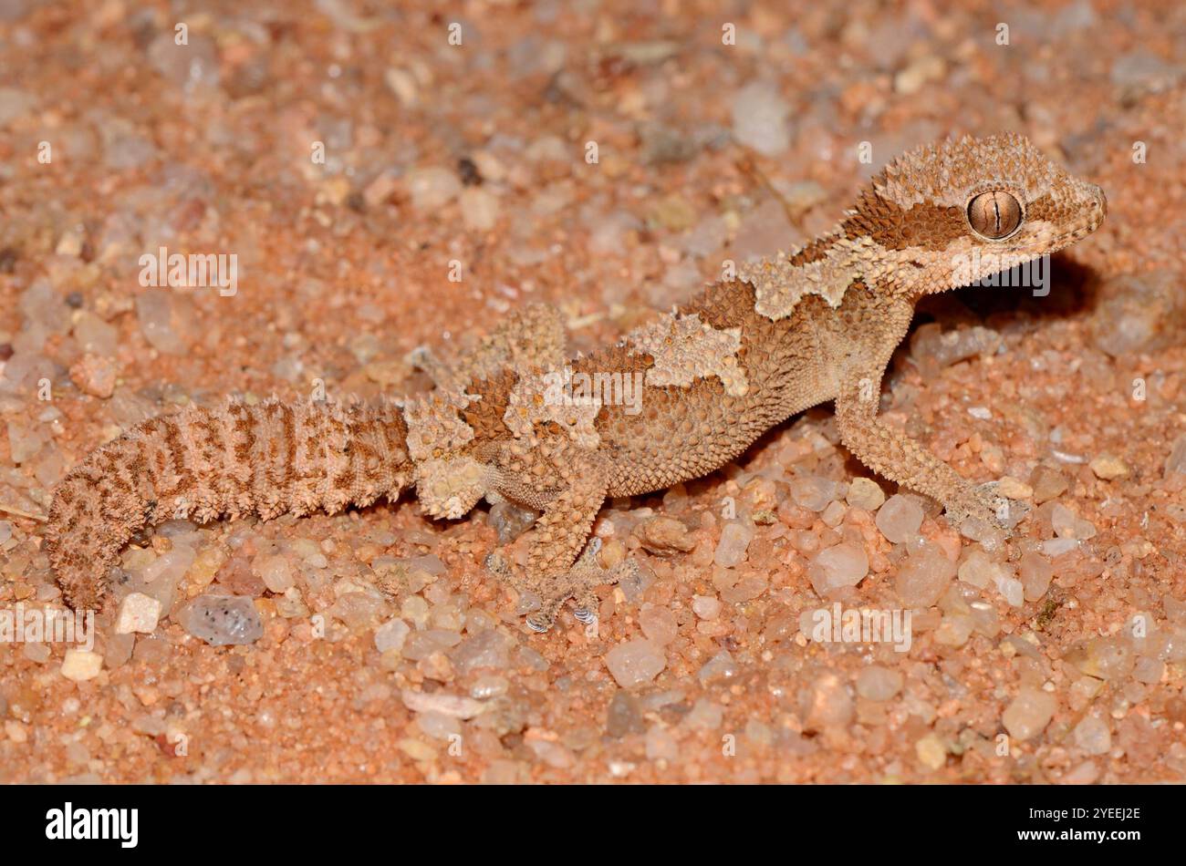 Rough thick toed gecko hi-res stock photography and images - Alamy