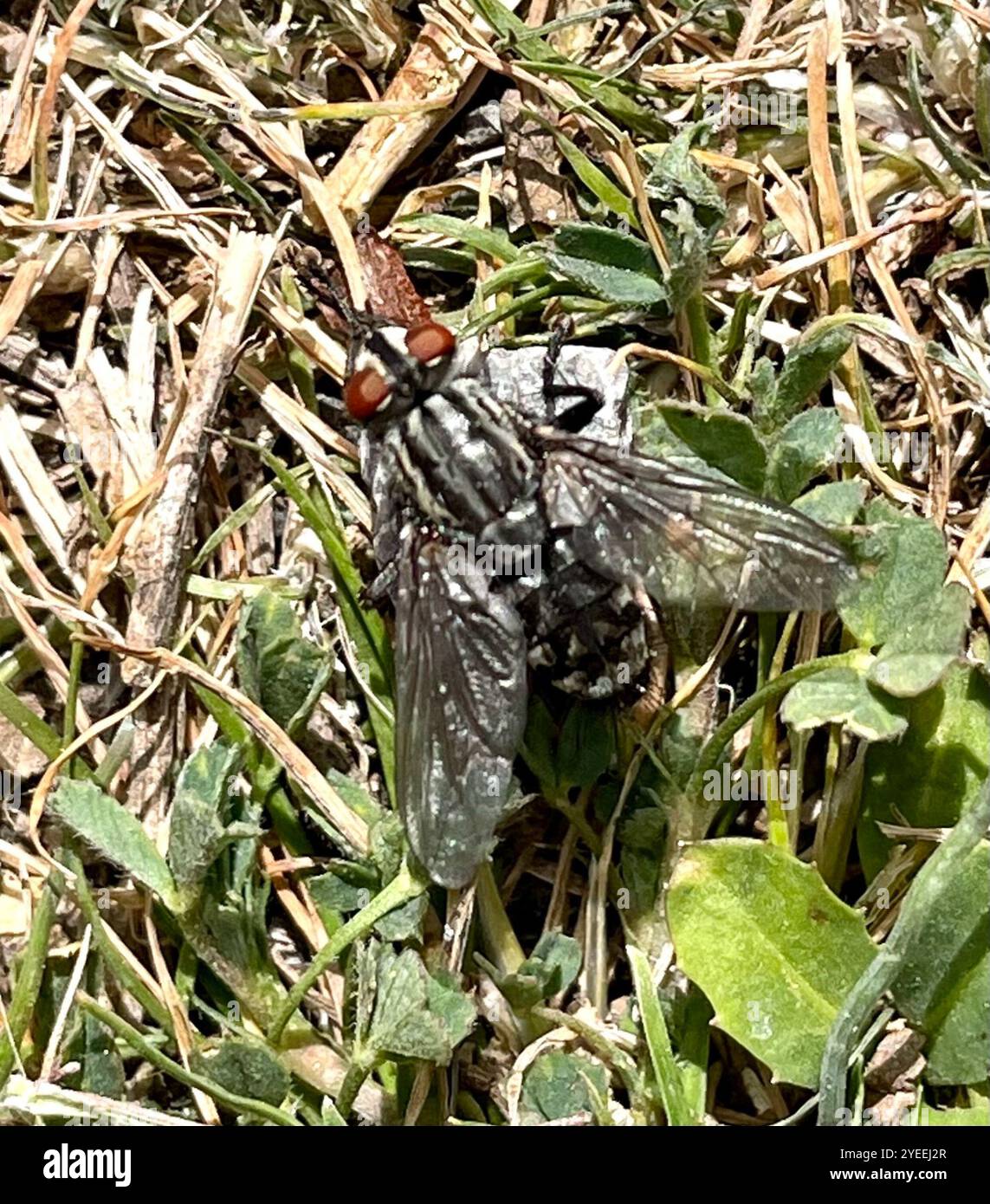 Typical Flesh Flies (Sarcophaginae Stock Photo - Alamy