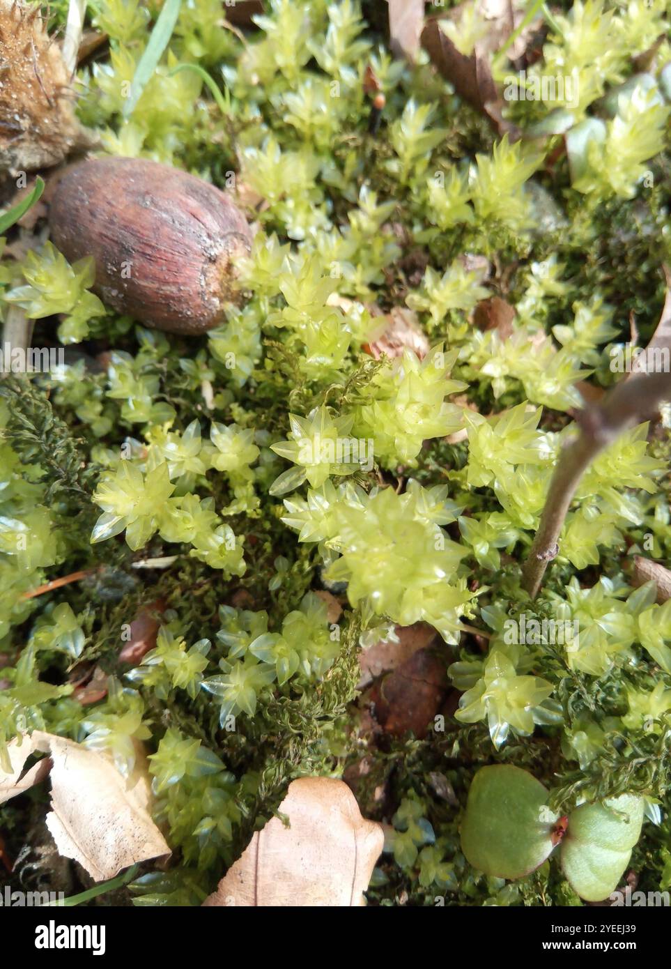 Palm-tree Moss (Plagiomnium undulatum Stock Photo - Alamy