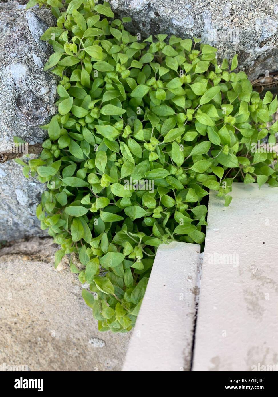 Pennsylvania pellitory (Parietaria pensylvanica Stock Photo - Alamy