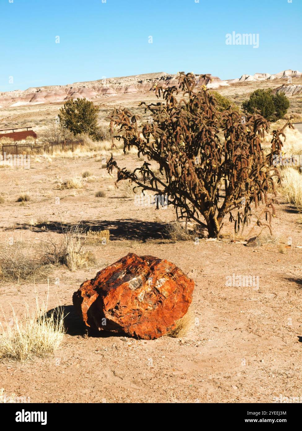 Petrified rock solo tree hi-res stock photography and images - Alamy