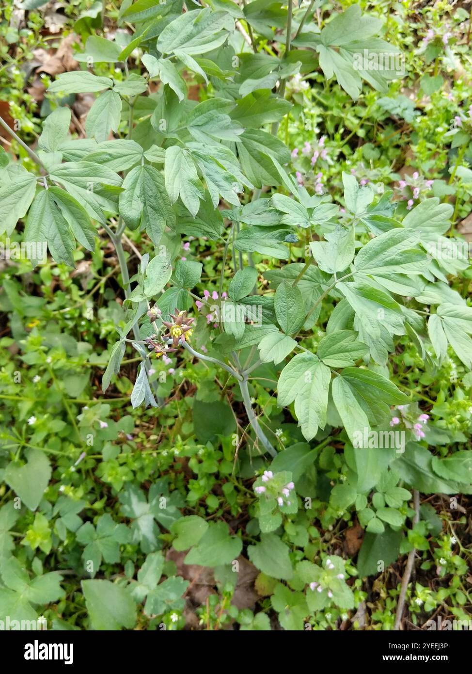 blue cohoshes (Caulophyllum Stock Photo - Alamy