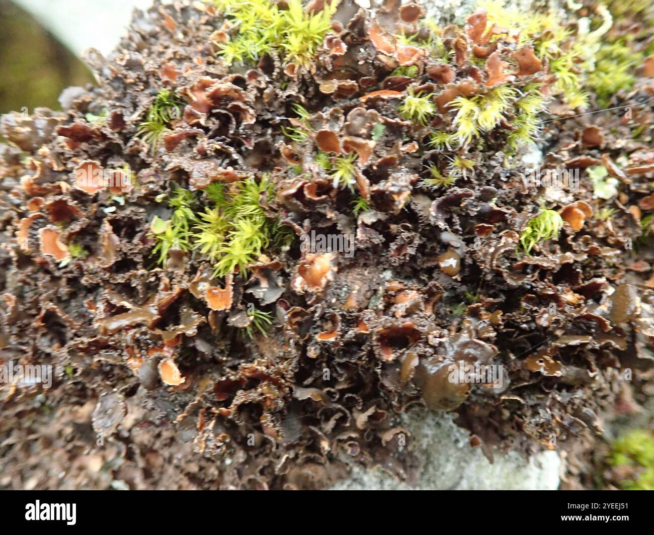 Mustard Kidney Lichen (Nephroma laevigatum Stock Photo - Alamy