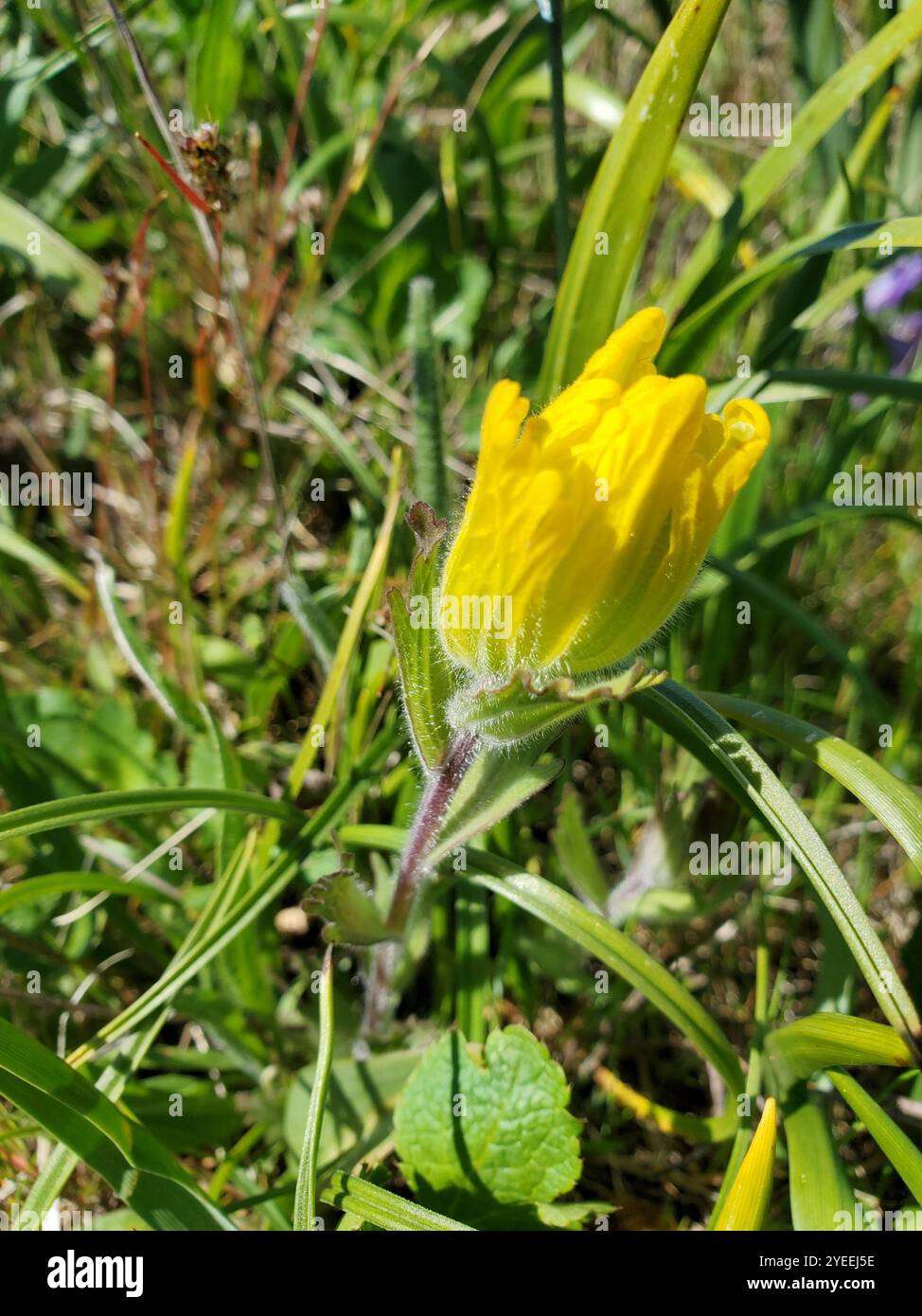 golden Indian paintbrush (Castilleja levisecta Stock Photo - Alamy