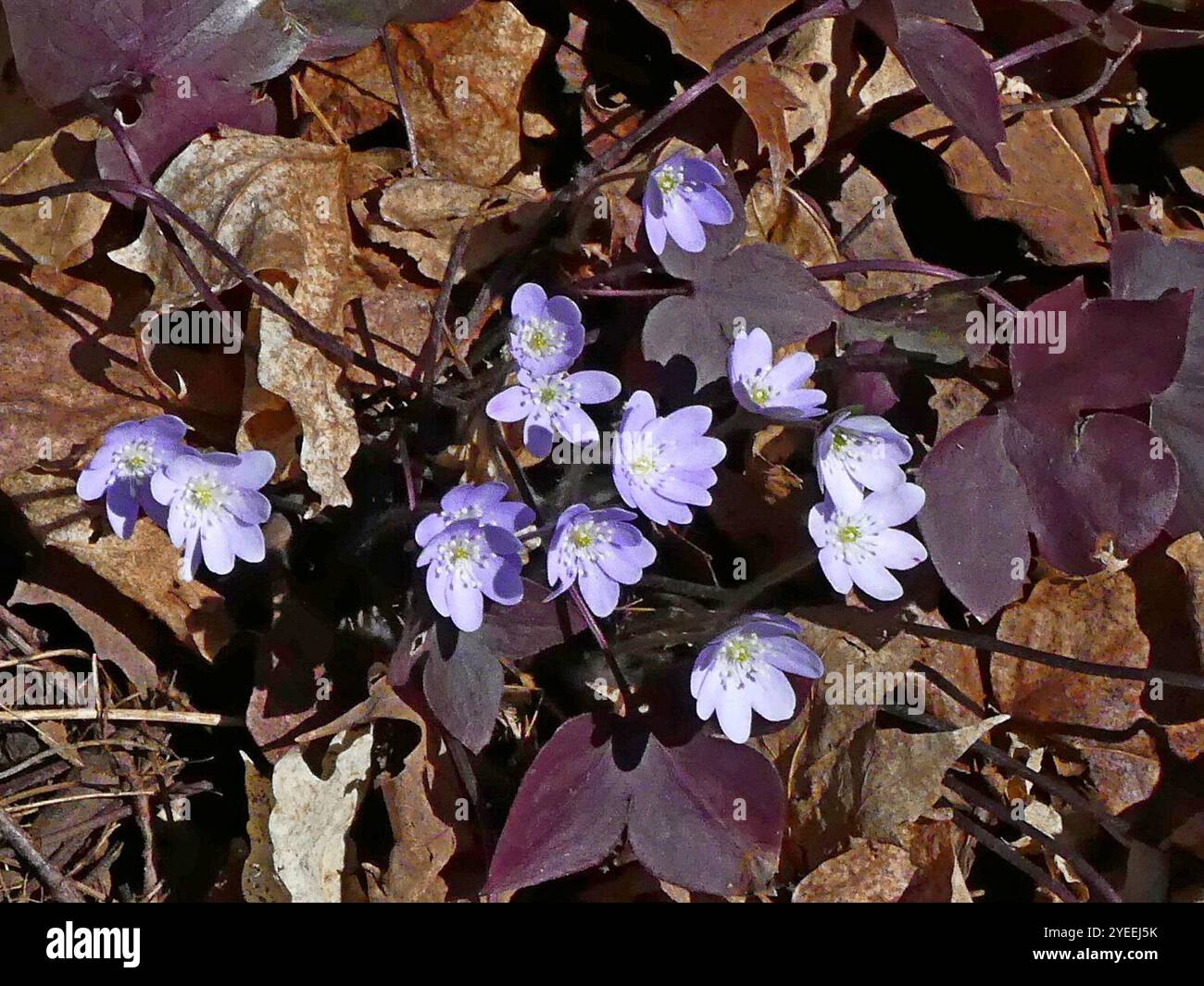 sharp-lobed hepatica (Hepatica acutiloba Stock Photo - Alamy