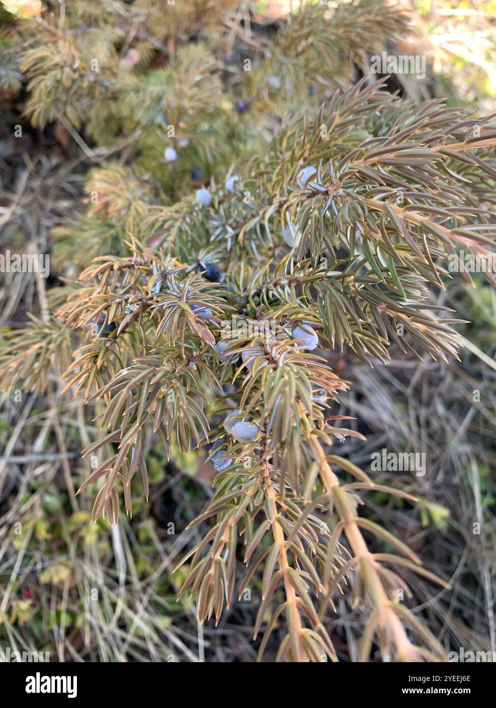 common juniper (Juniperus communis Stock Photo - Alamy