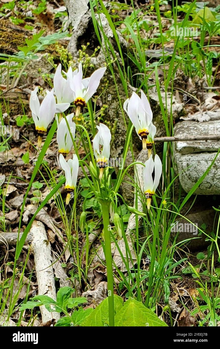 eastern shooting star (Primula meadia Stock Photo - Alamy