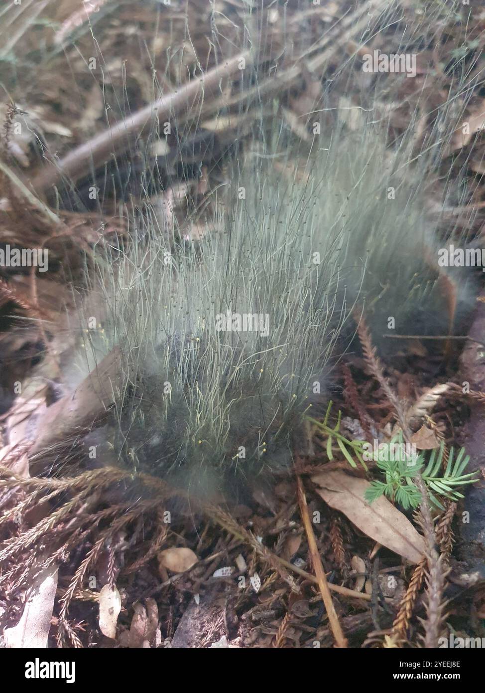 Phycomyces hi-res stock photography and images - Alamy