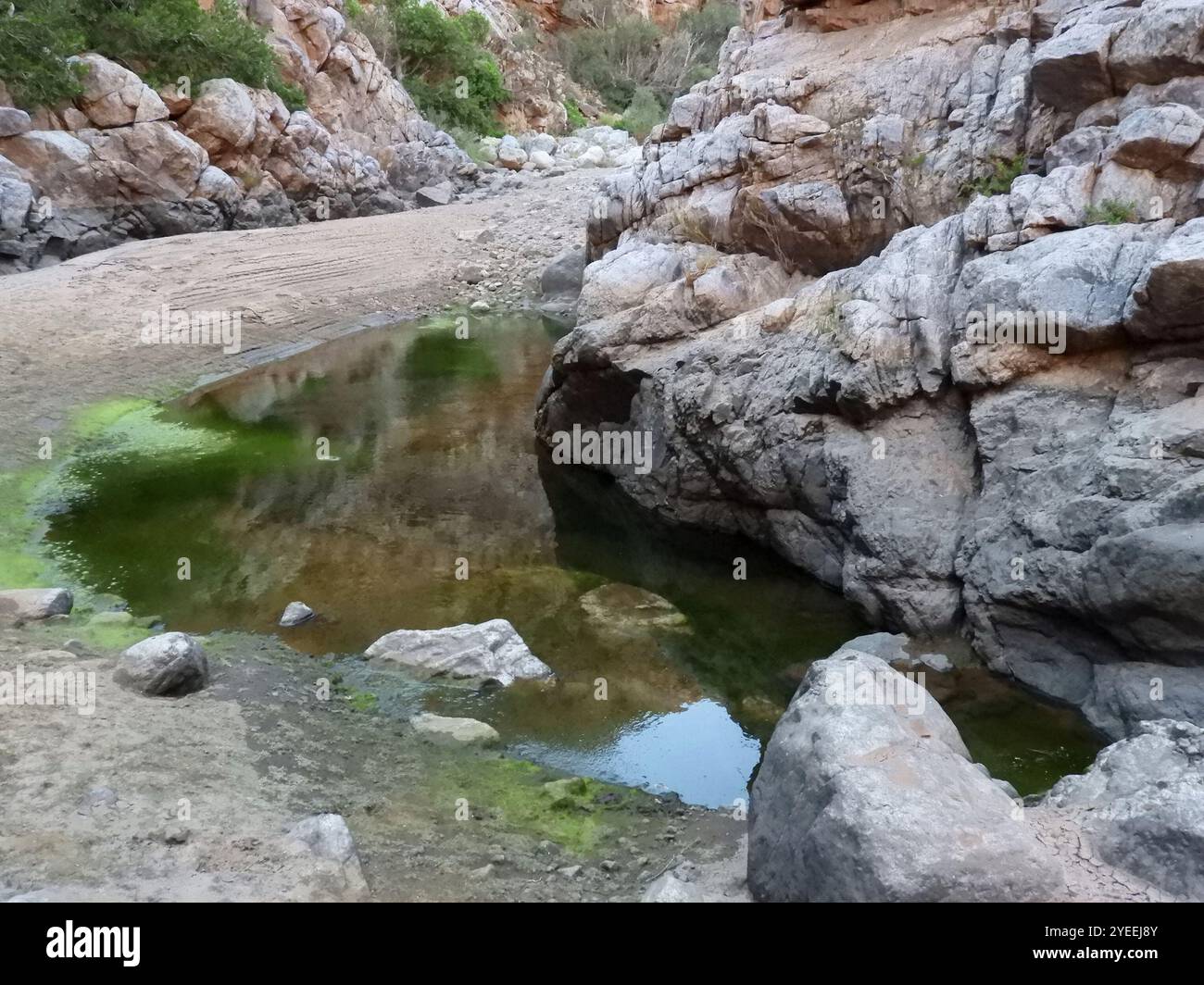 Marbled rubber frog (Phrynomantis annectens Stock Photo - Alamy